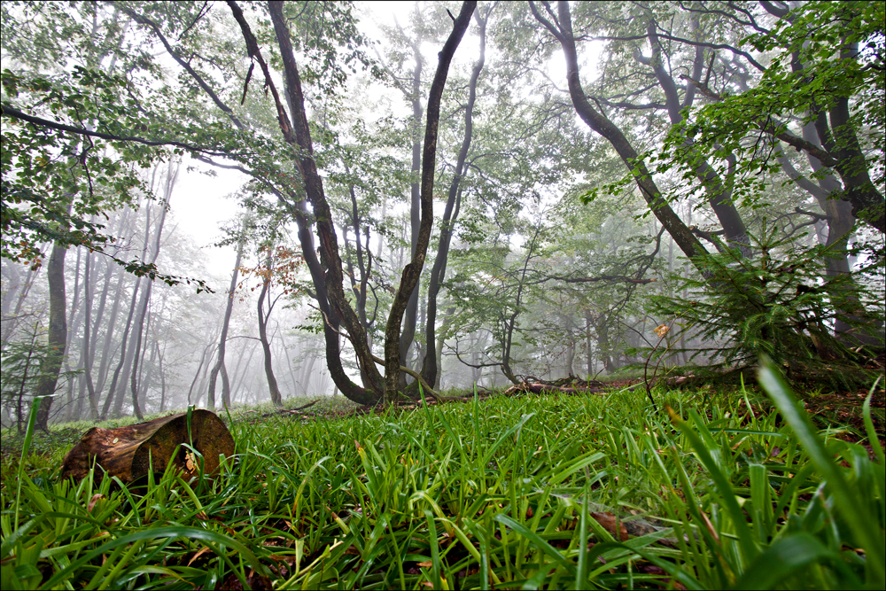 Natur pur Foto & Bild | landschaft, wald, natur & tiere Bilder auf ...