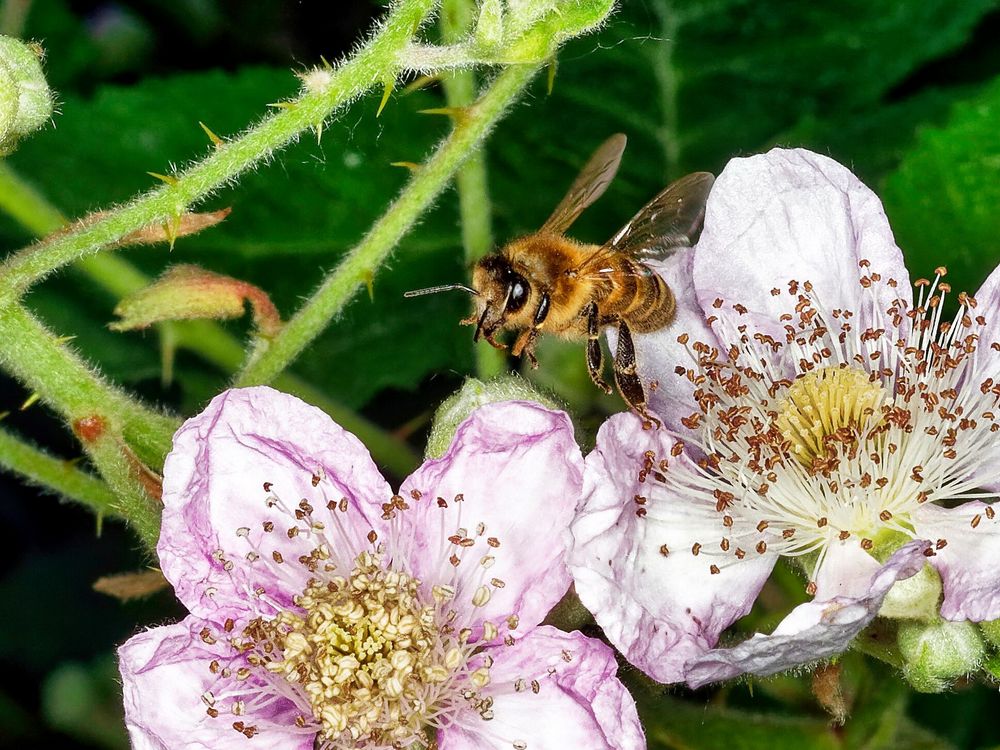 Natur pur. Foto & Bild | tiere, wildlife, insekten Bilder auf fotocommunity