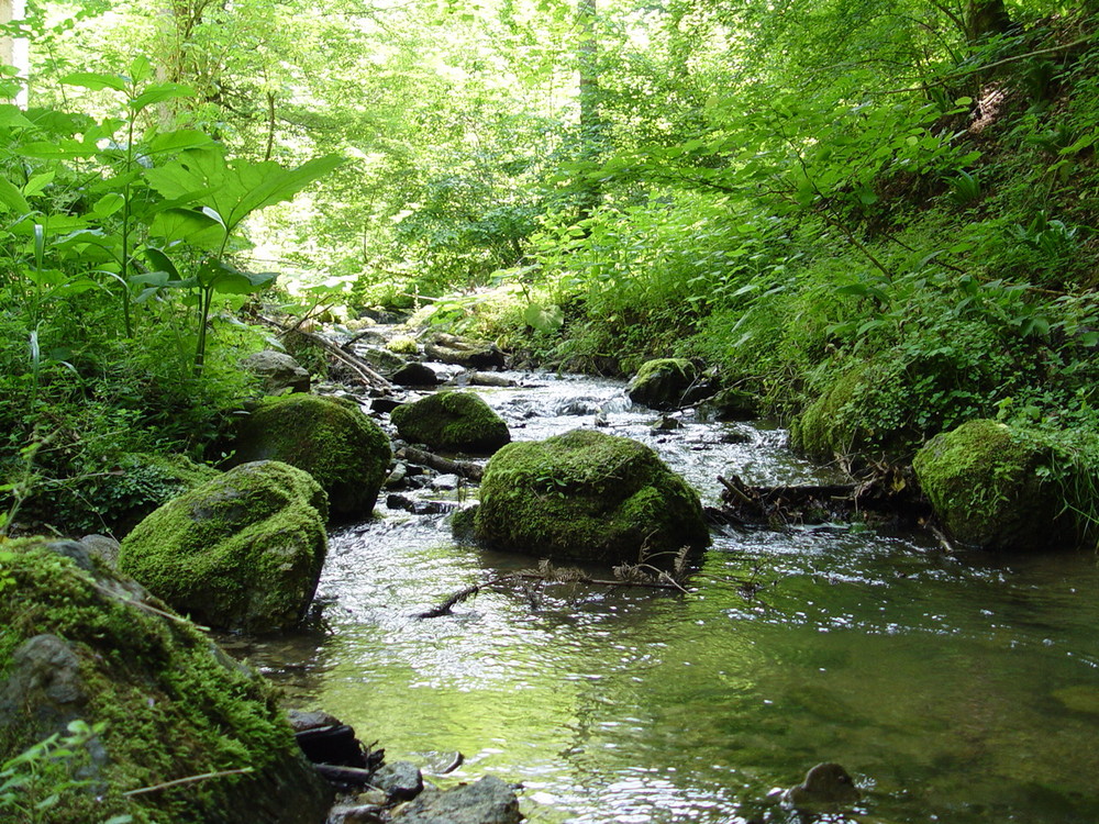Natur pur Foto & Bild | landschaft, bach, fluss & see, bachläufe Bilder ...