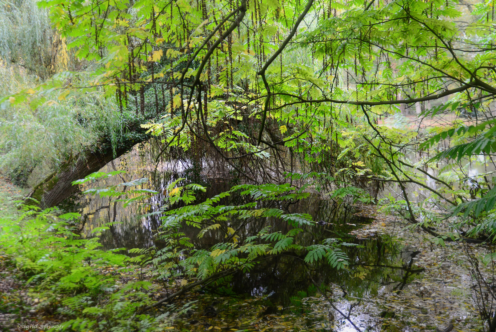 Natur pur Foto & Bild | park, natur, herbst Bilder auf fotocommunity