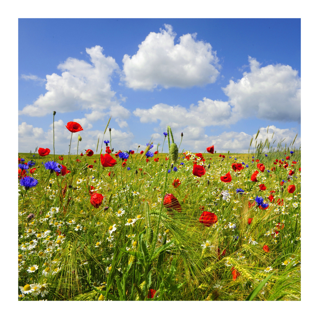 Natur pur Foto & Bild | deutschland, europe, berlin Bilder auf ...