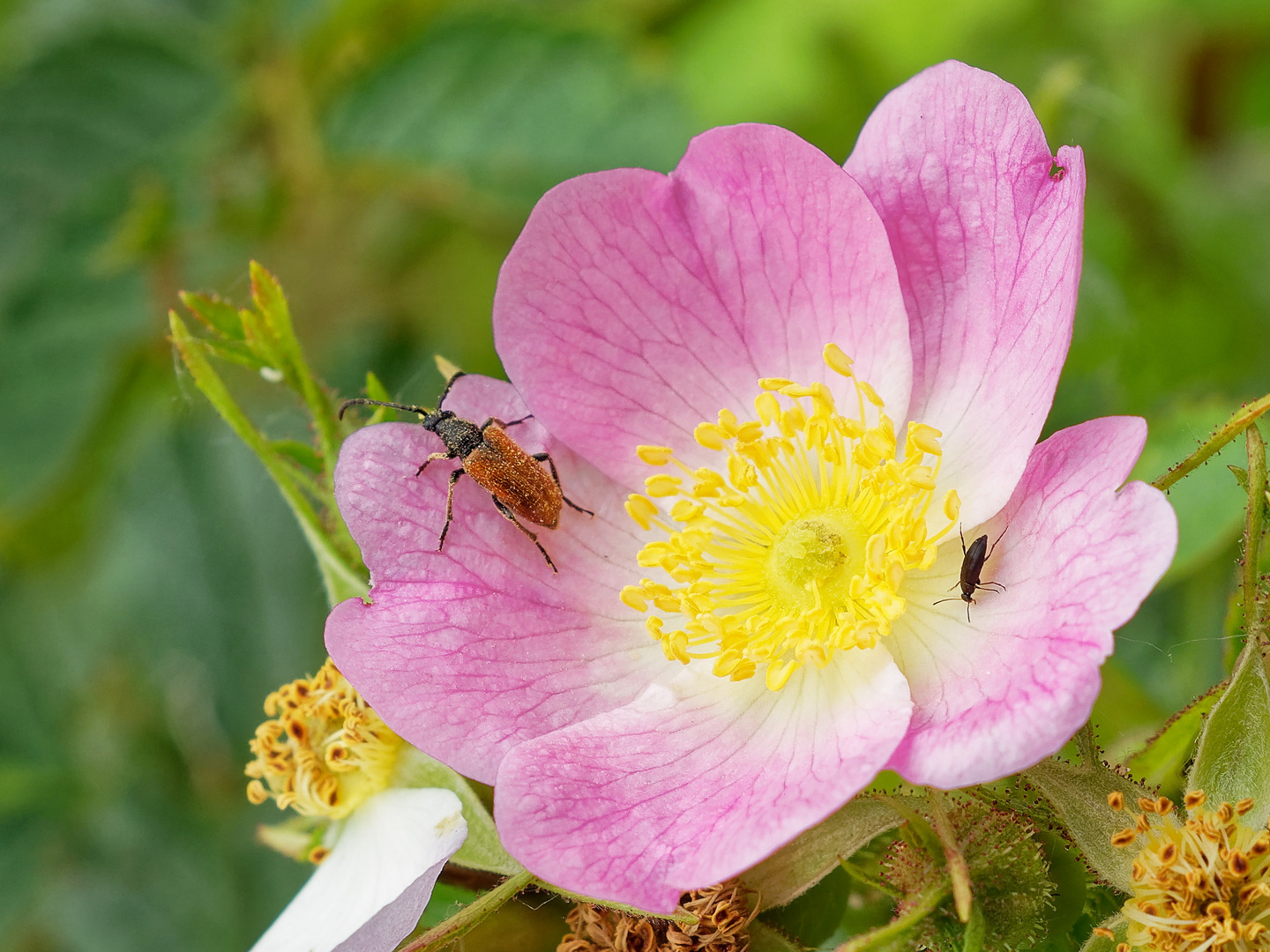 Natur pur Foto & Bild | tiere, wildlife, insekten Bilder auf fotocommunity