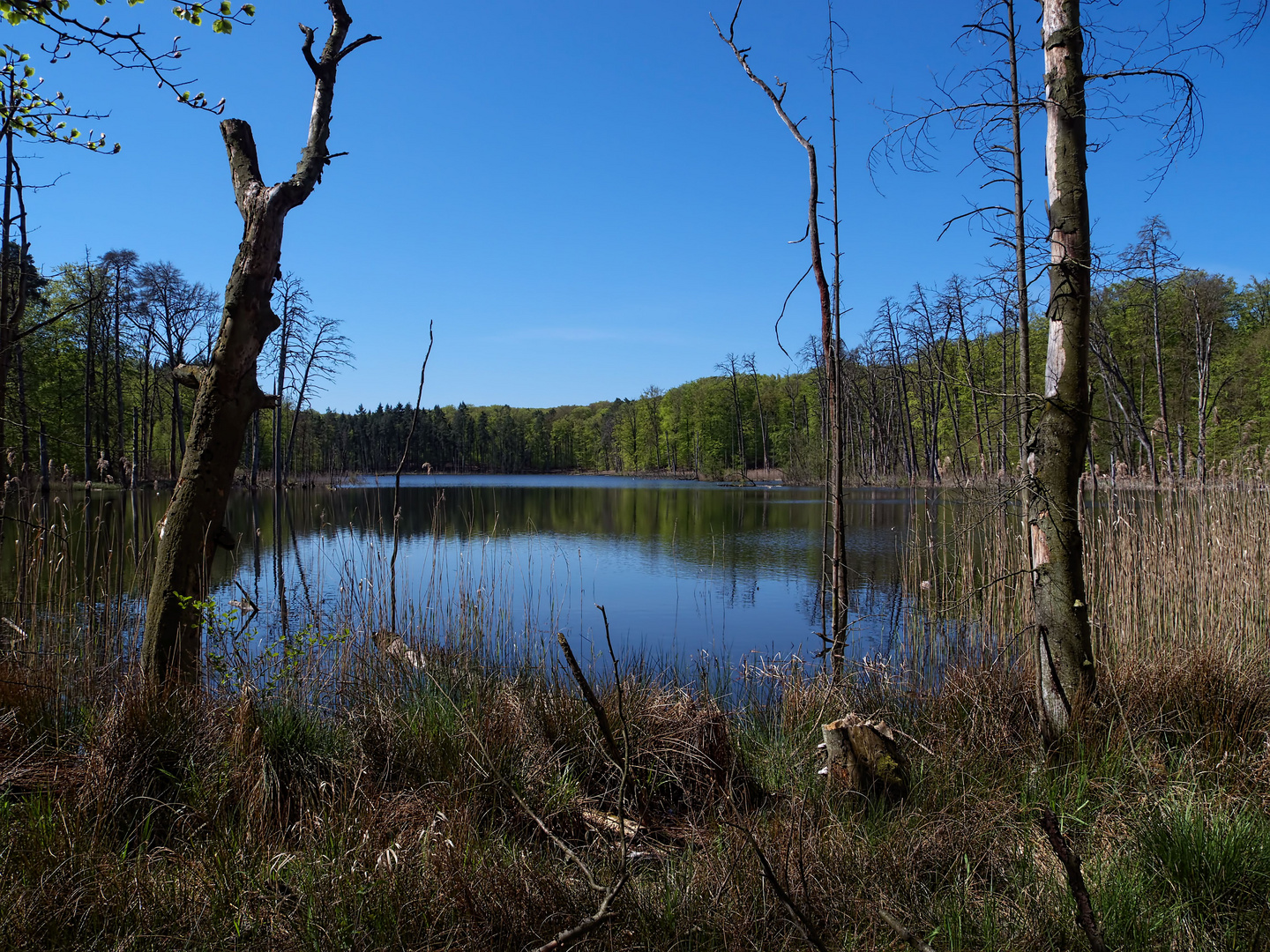 Natur pur in Mecklenburg Foto & Bild | müritz nationalpark, natur, see ...