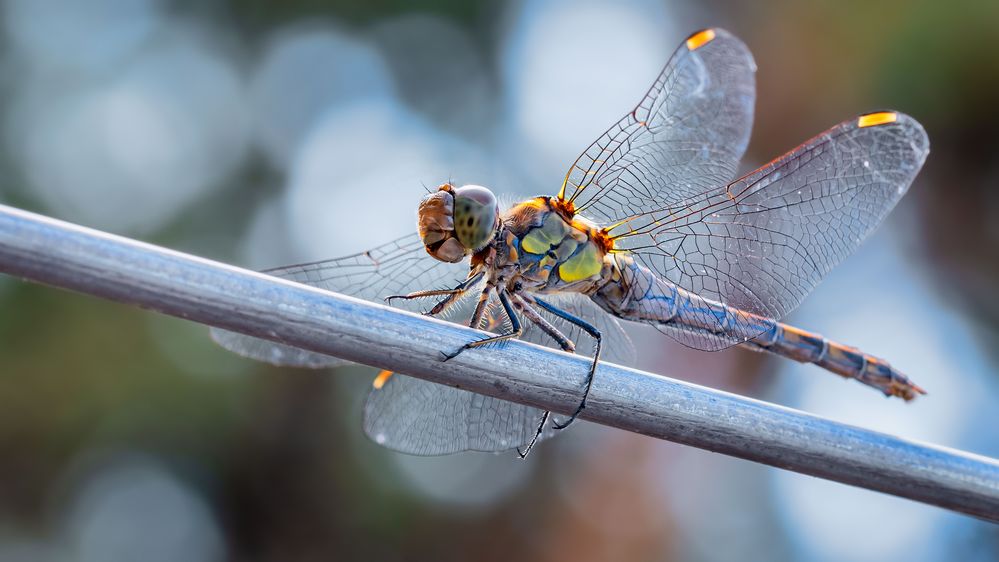 Natur und Technik Foto & Bild | spezial, makro, sonne Bilder auf ...