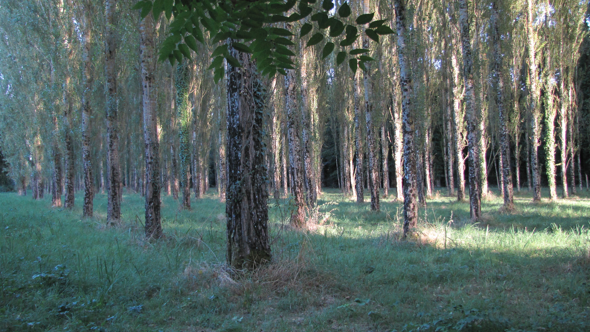 Natur wieder in Reih und Glied - ist es dann noch Natur? Foto & Bild ...