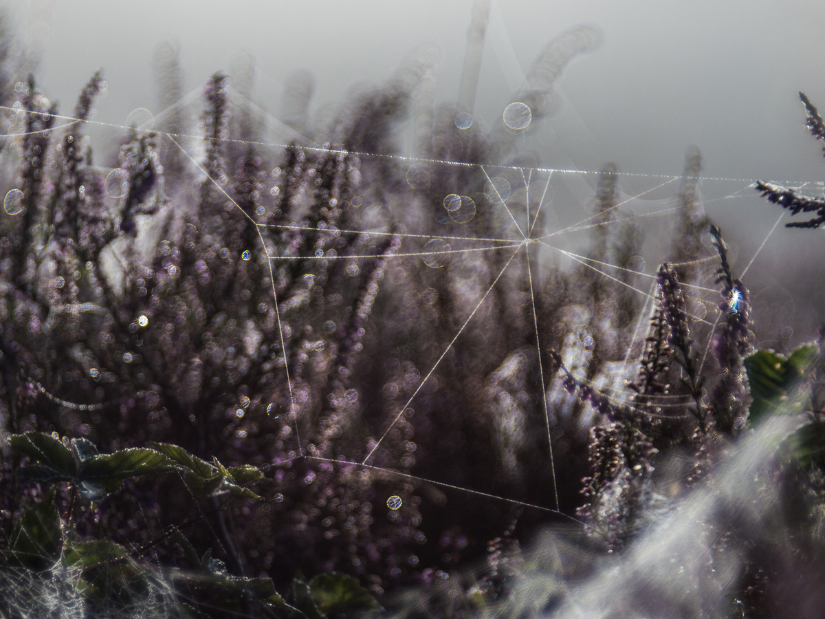 natural geometry Foto & Bild | makro, natur, macro Bilder auf fotocommunity