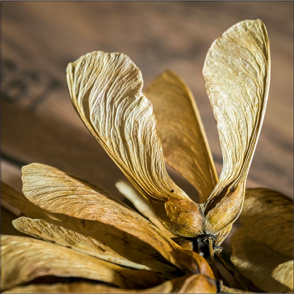 Natural Propellers ;-) Foto & Bild | pflanzen, pilze & flechten, bäume ...