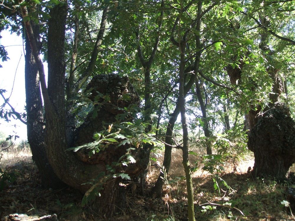 Naturaleza Caprichosa... Imagen & Foto | naturaleza diversa ...