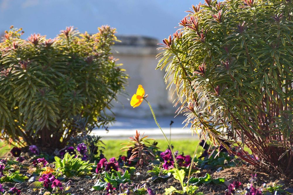 Nature fragile. photo et image | macro nature, macro fleurs, nature ...