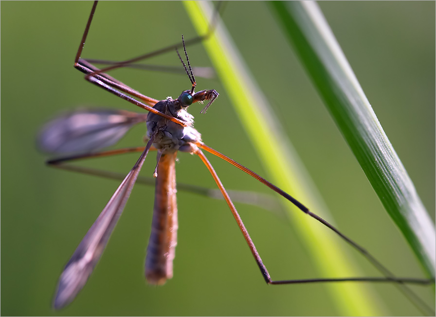 Nature KA Foto Bild Tiere Wildlife Natur Bilder Auf Fotocommunity nature-ka-foto-bild-tiere-wildlife-natur-bilder-auf-fotocommunity