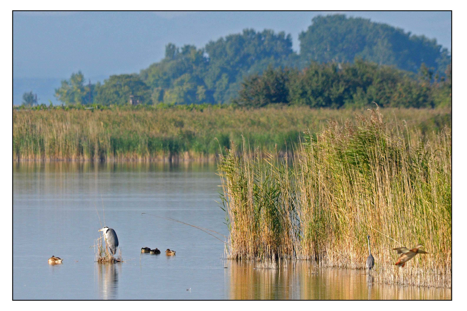 Naturparadies Neusiedlersee Foto & Bild | tiere, wildlife, wild lebende ...