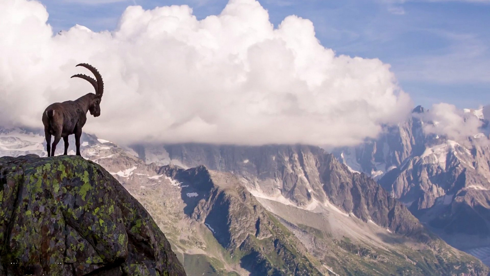 Naturparadies -Steinbock Foto & Bild | natur, landschaft, tiere Bilder ...