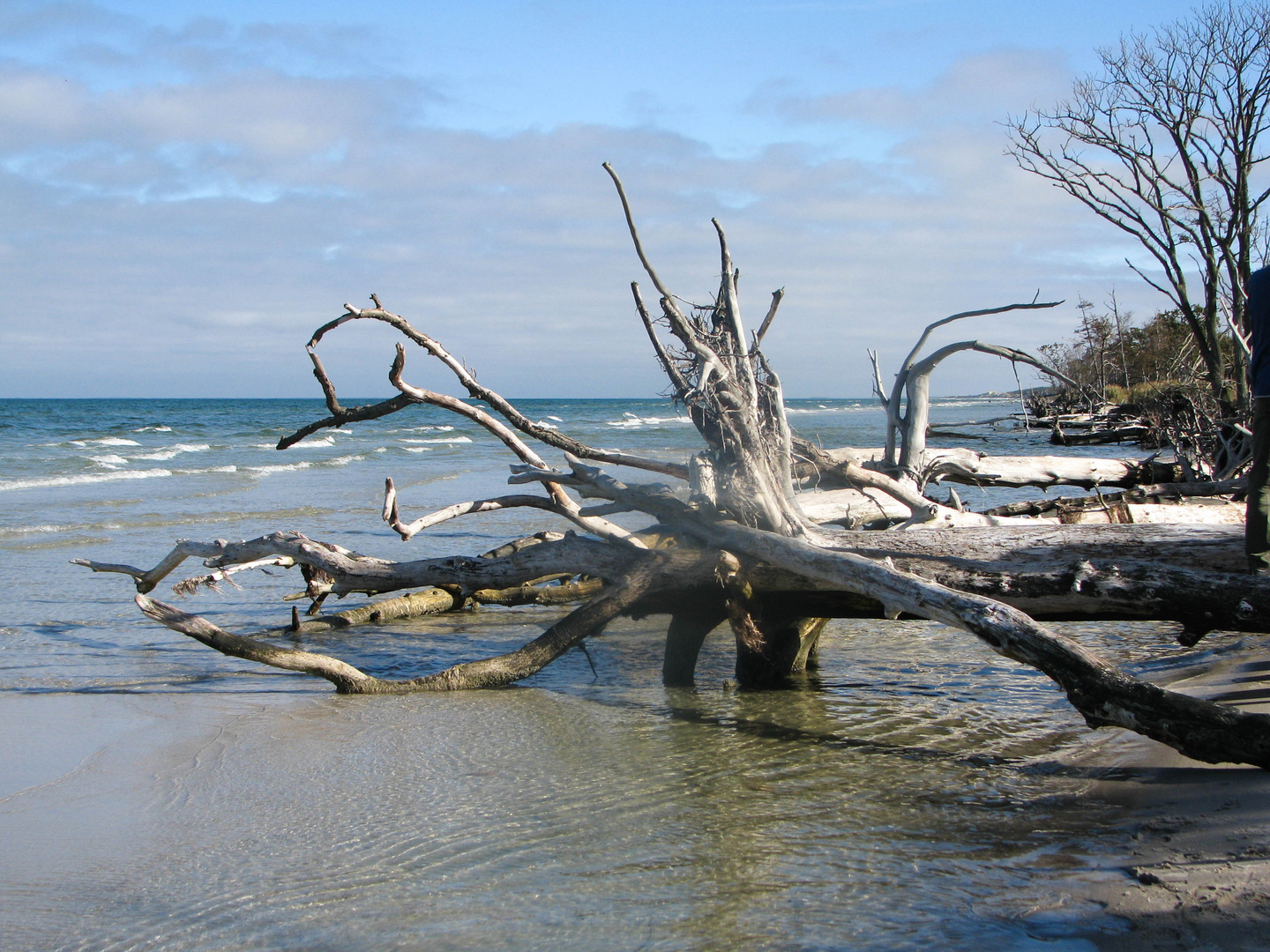 Naturschutzgebiet - Zingst, Darss Foto & Bild | deutschland, europe ...
