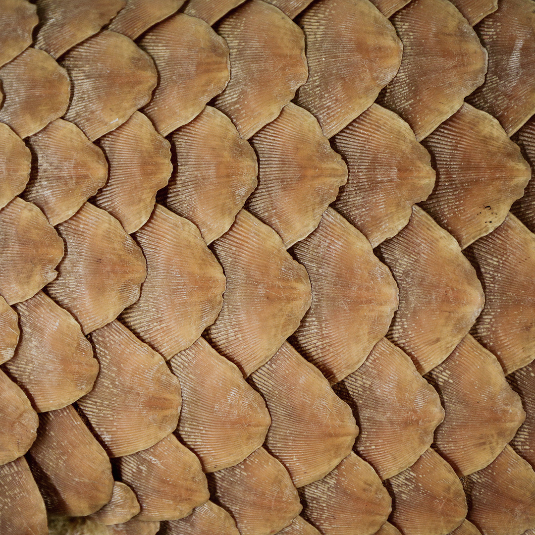 Naturstrukturen Foto & Bild | spezial, natur, detail Bilder auf ...