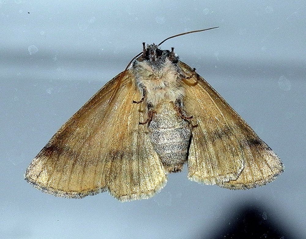 Naturwunder Motte Foto & Bild | tiere, tierdetails, natur Bilder auf ...