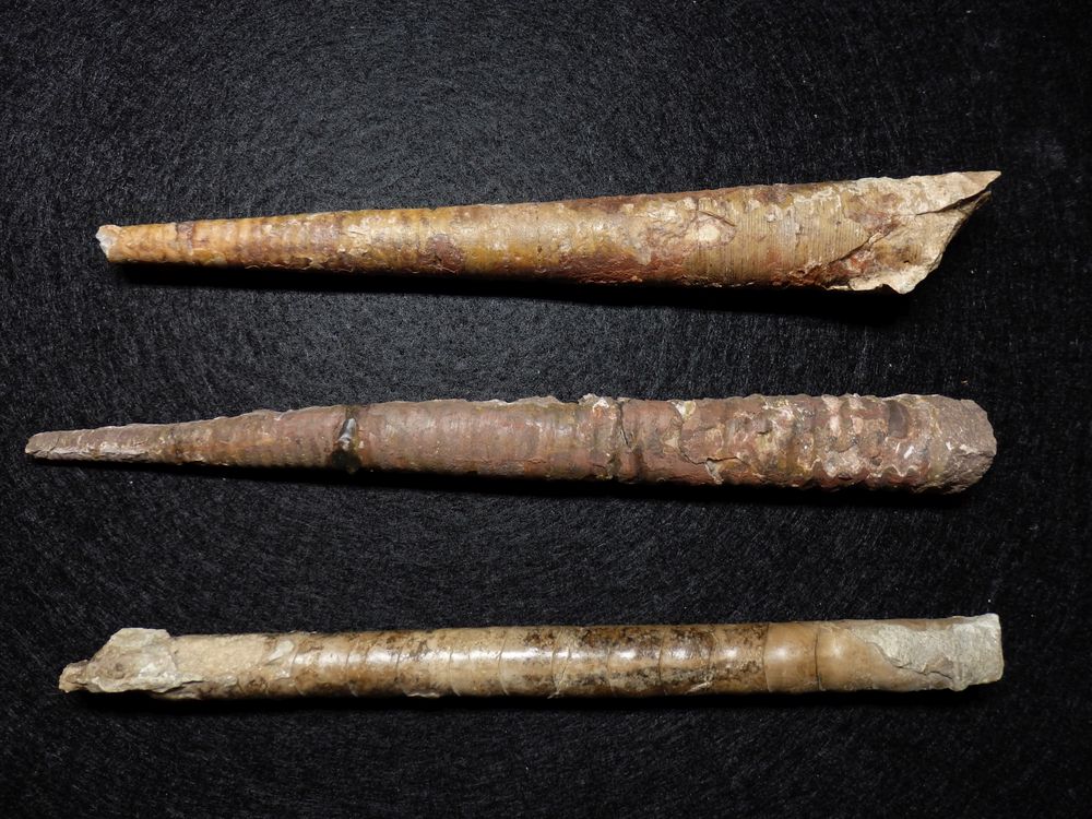 Nautiloide aus dem Ordovizium - Endoceras sp. Foto & Bild | sonstiges ...