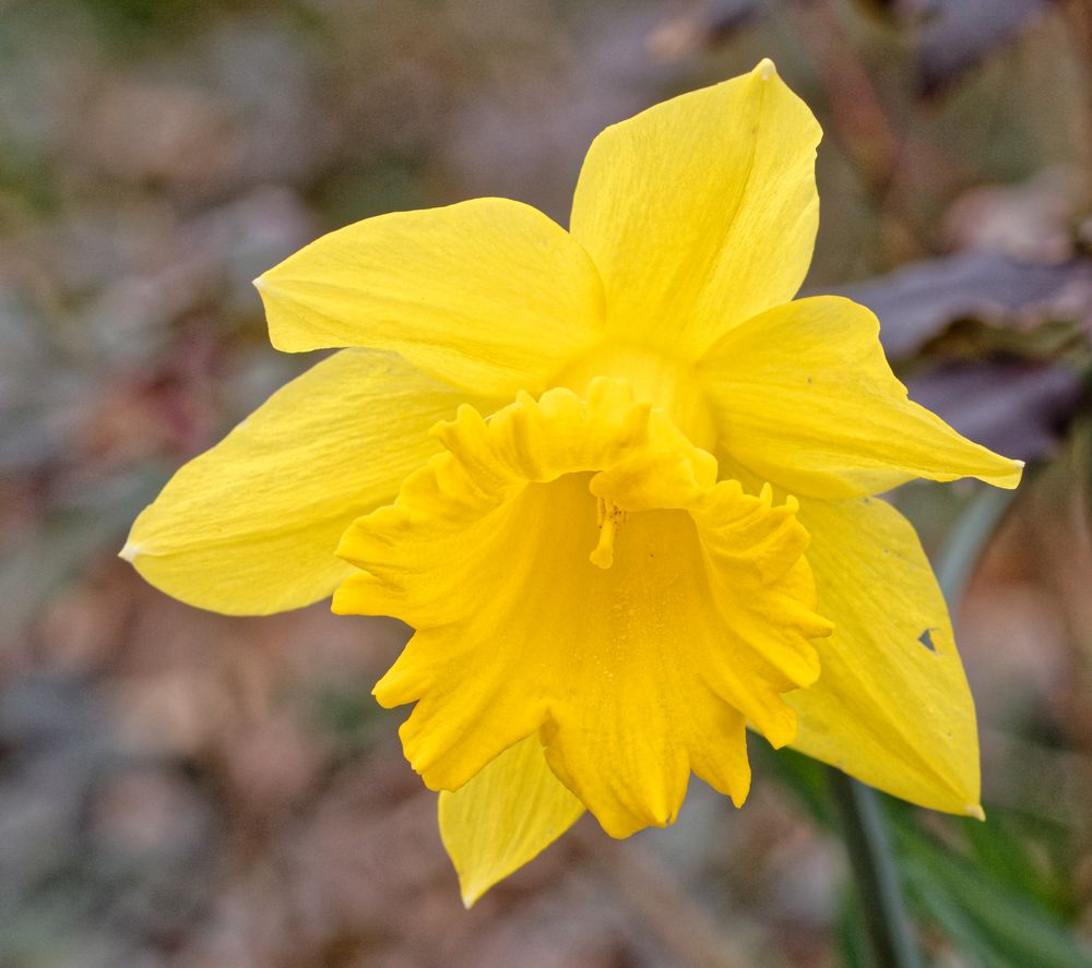Nazisse Foto & Bild | natur, pflanzen, blüten- & kleinpflanzen Bilder ...