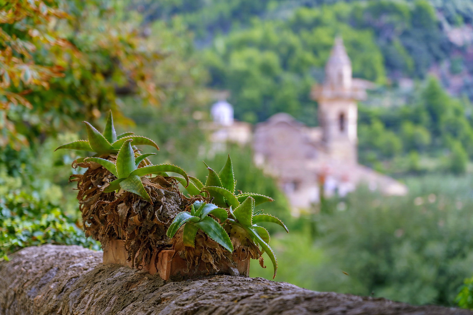 Ne kleine grüne Aloe Foto & Bild | spain, world, spezial Bilder auf ...