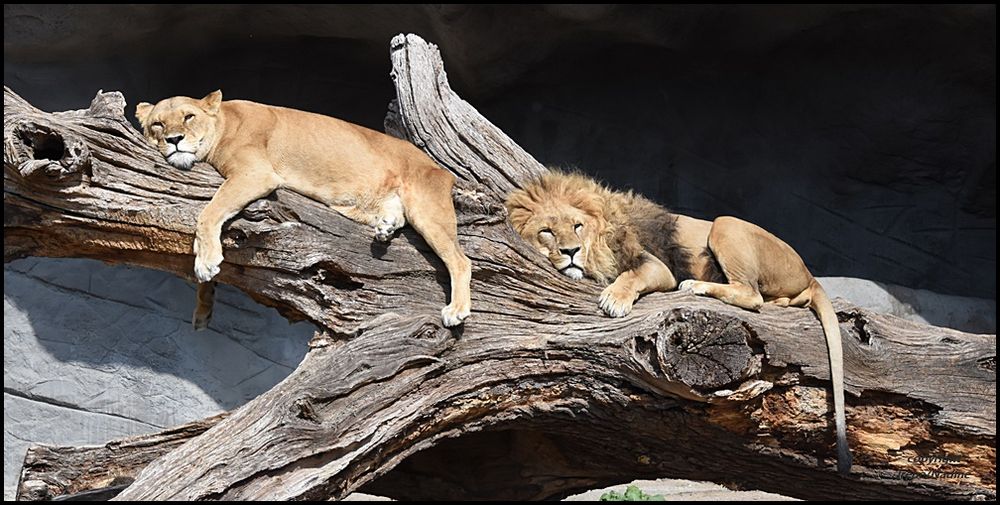 Ne Runde chillen.... Foto & Bild | reportage dokumentation, natur ...