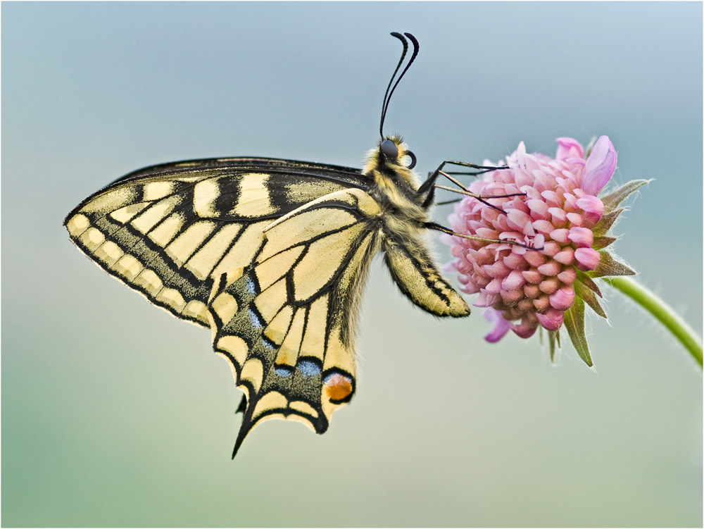 ´ne schöne Jroos Foto & Bild | tiere, wildlife, schmetterlinge Bilder ...