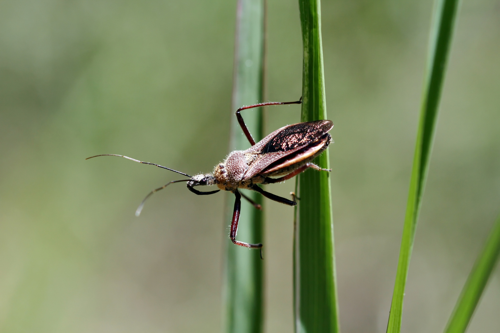 ne Wanze Foto & Bild | natur, insekten, tiere Bilder auf fotocommunity