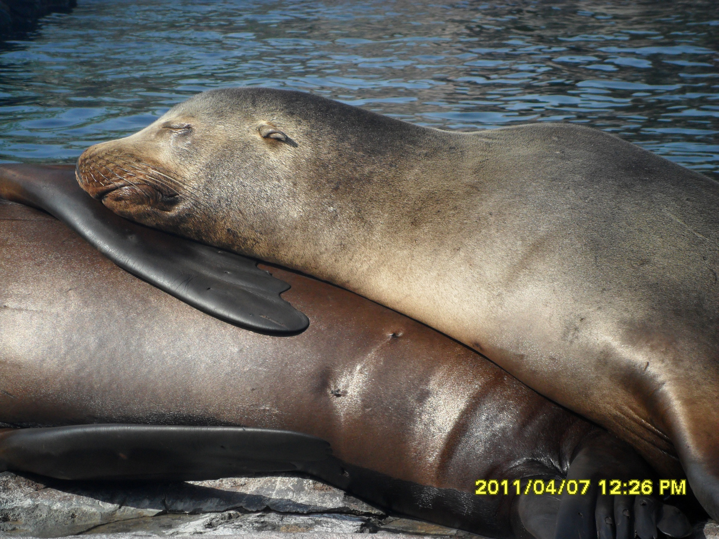 *ne wat is dat chillig * Foto & Bild | tiere, zoo, wildpark & falknerei ...