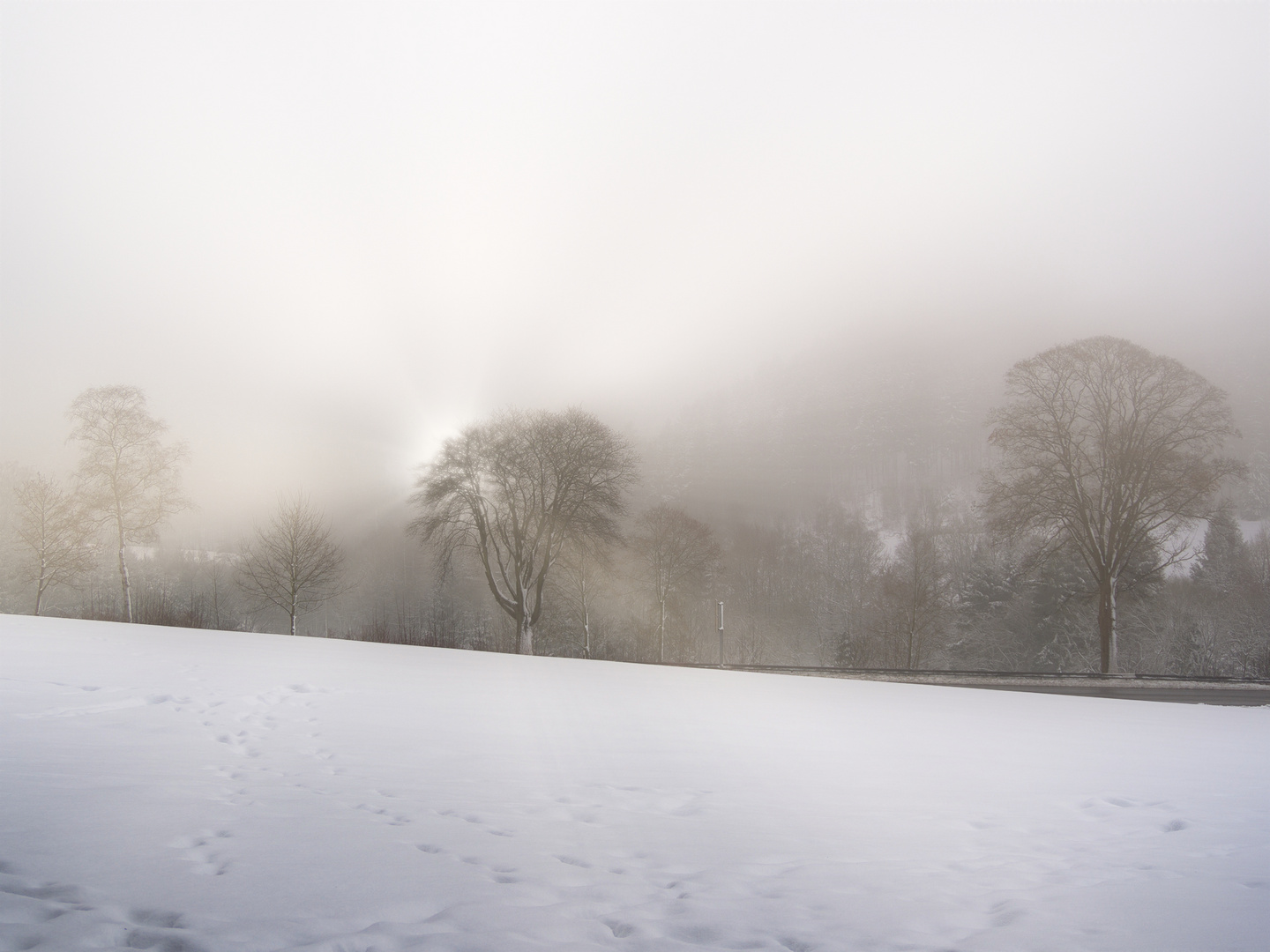 NEBBIA Foto % Immagini| paesaggi, campagna, natura Foto su fotocommunity