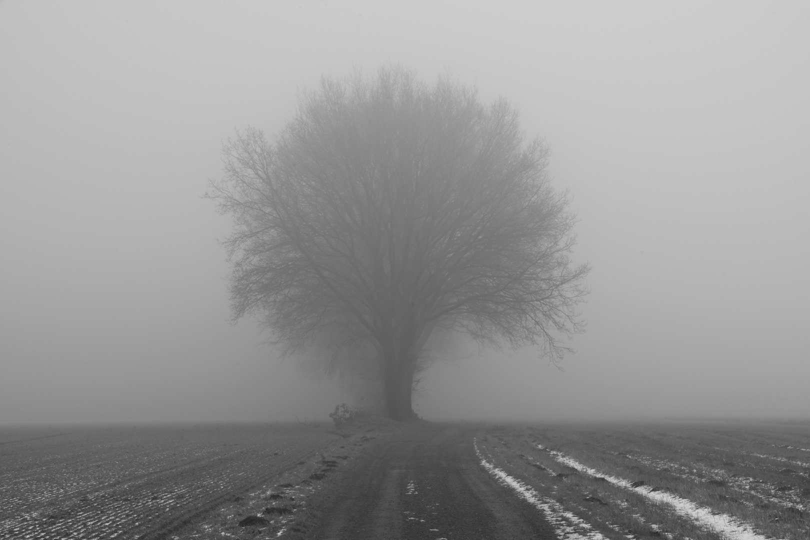 Nebel Foto & Bild | nebelstimmungen, wetter, bäume Bilder auf fotocommunity
