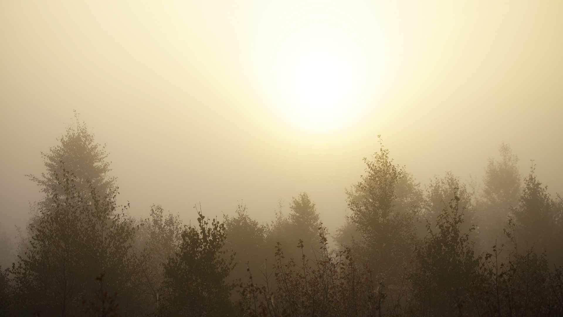 Nebel. Foto & Bild | landschaft, nebelstimmungen, wetter Bilder auf ...