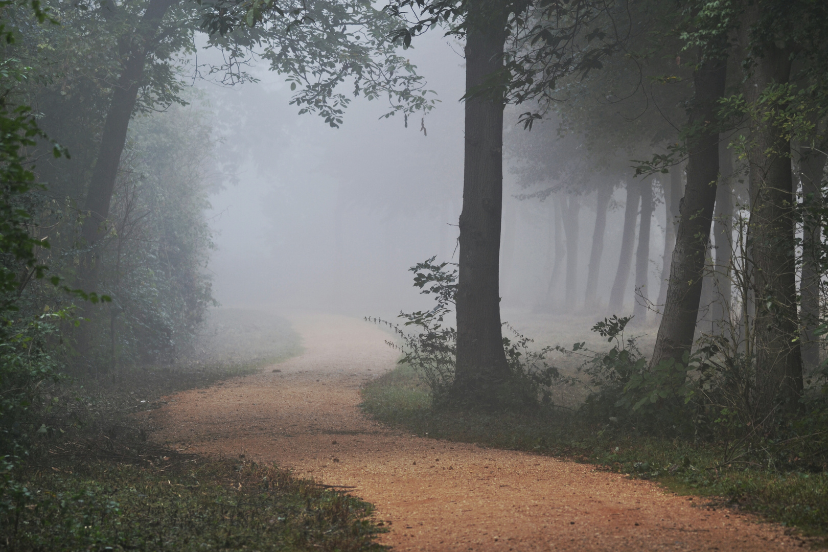 Nebel Foto & Bild | natur Bilder auf fotocommunity