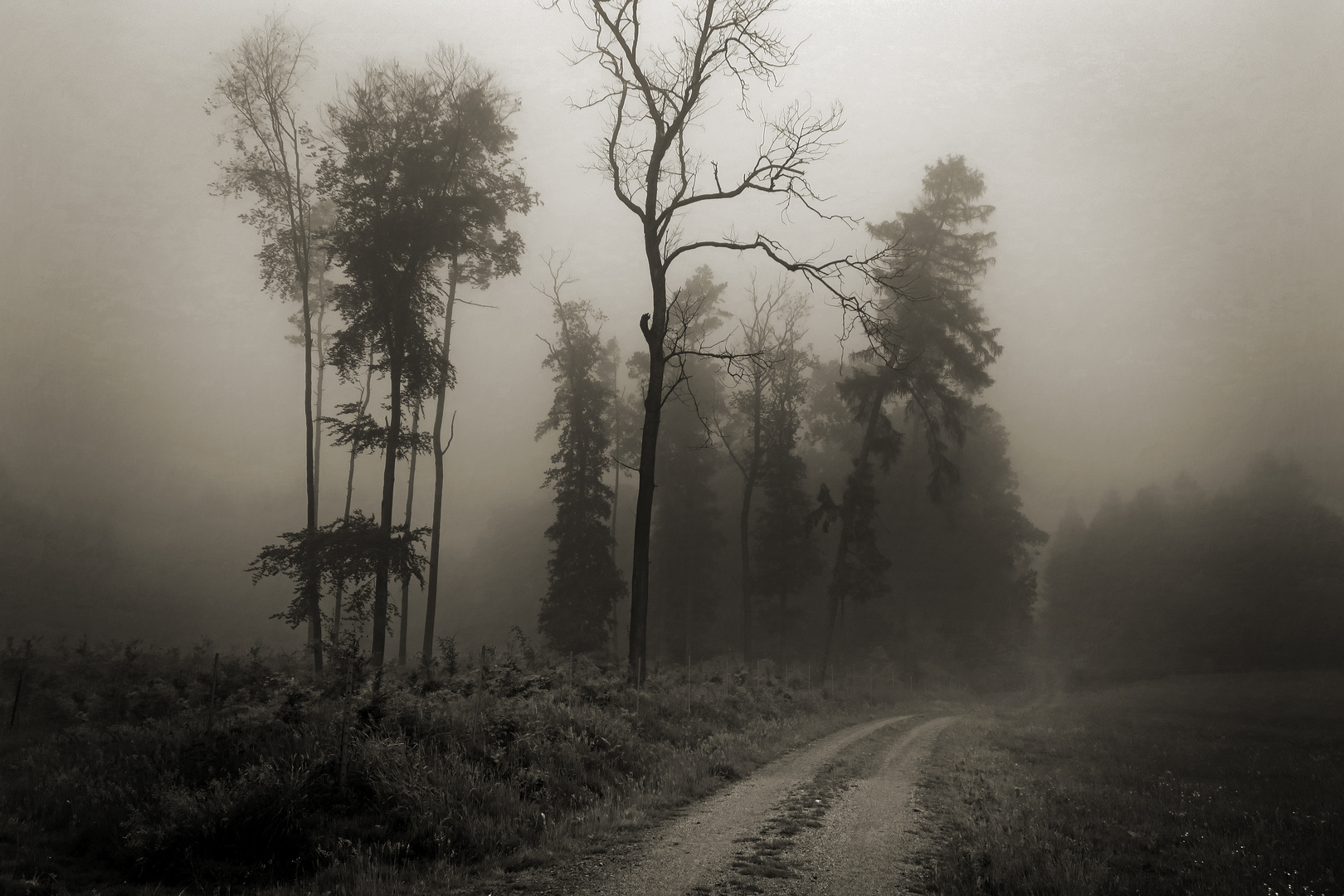 Nebel Foto & Bild | weg, landschaft, nebelstimmung Bilder auf fotocommunity