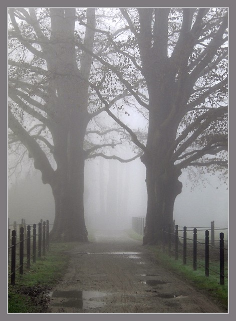 Nebel Foto & Bild | landschaft, garten- & parklandschaften, natur ...