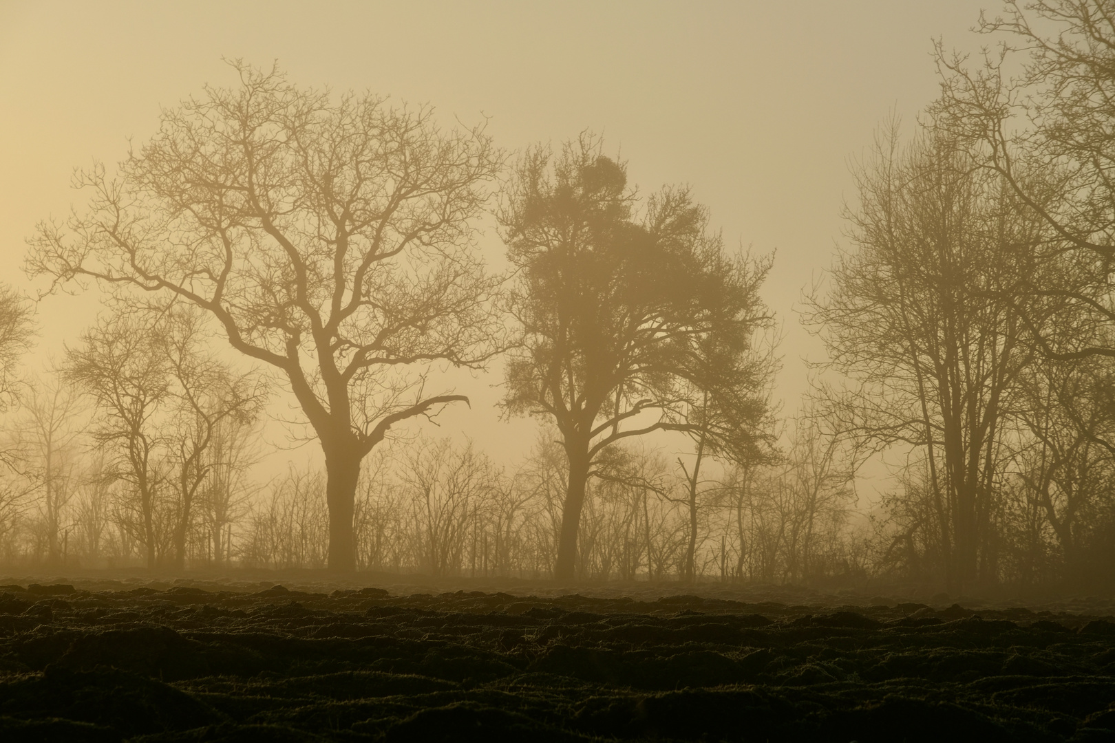 Nebel Foto & Bild | natur, landschaft, motive Bilder auf fotocommunity