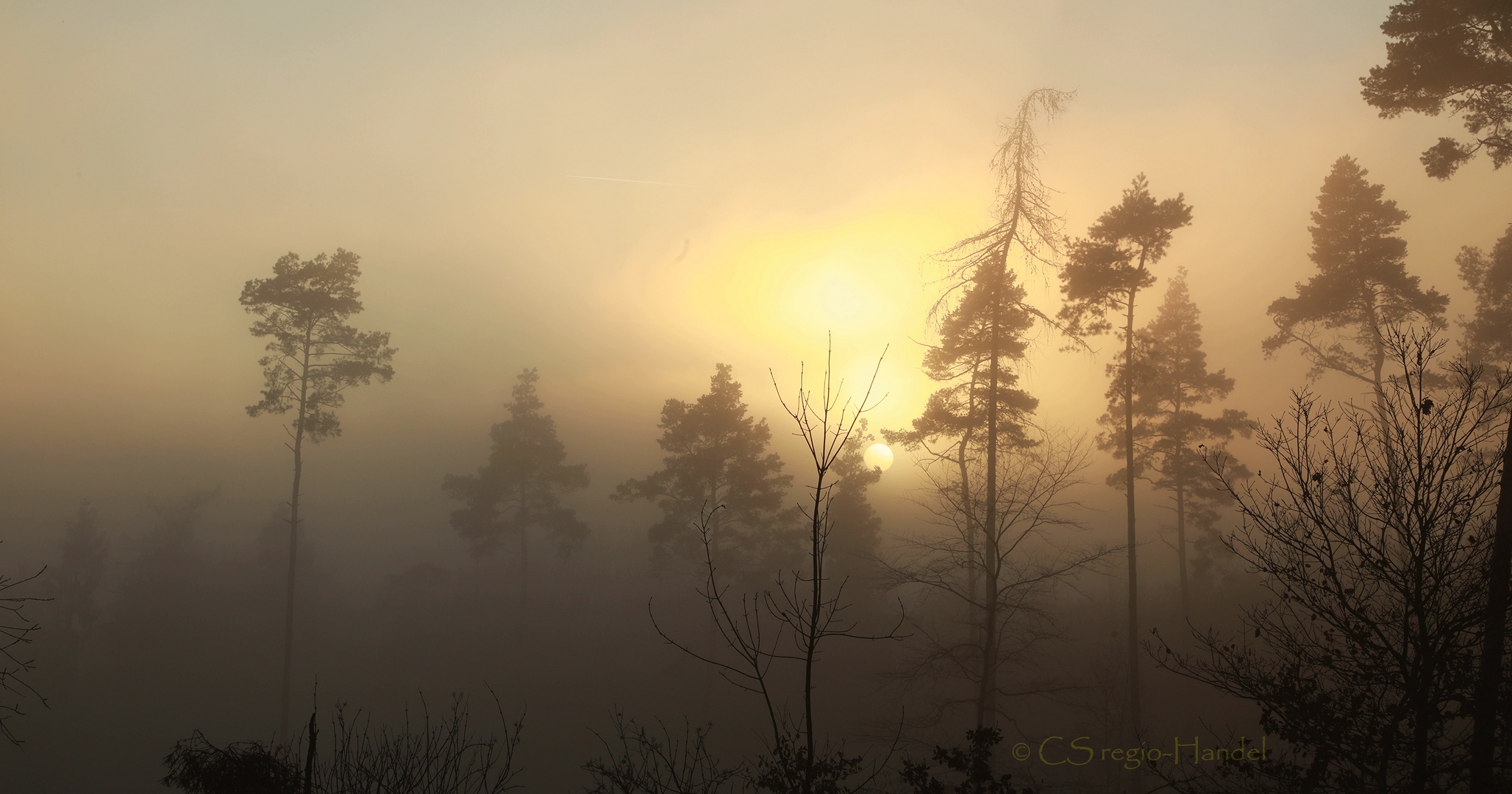 Nebel Foto & Bild | landschaft, wald, opt. phänomene der atmosphäre ...