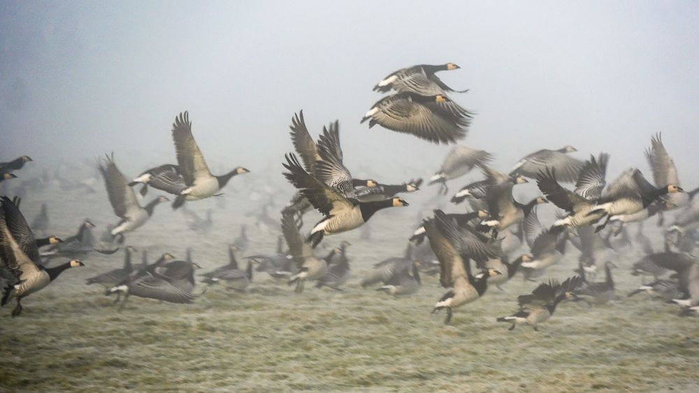Nebel Gänse Foto & Bild | sankt. peter ording, nebel, nordsee Bilder ...