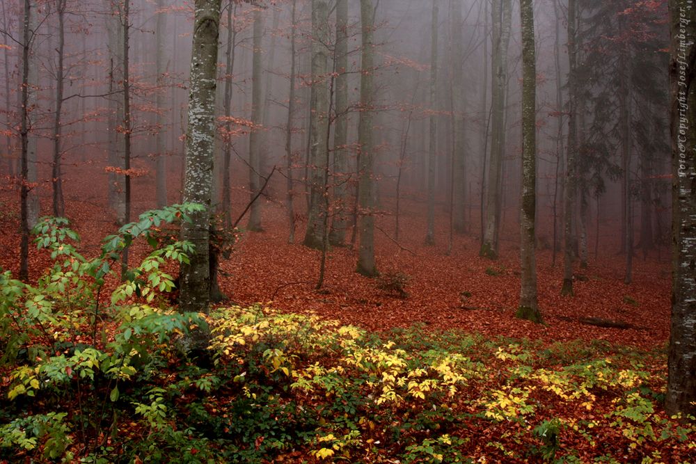 Nebel im herbstlichen Buchenwald ;Copyright Josef Limberger NP. Bayr ... Nebel im herbstlichen Buchenwald ;Copyright Josef Limberger NP. Bayr ...
