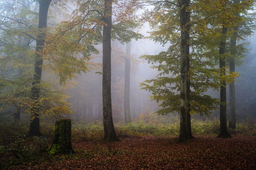 Nebel im Herbstwald Foto & Bild | landschaft, jahreszeiten, herbst Bilder auf fotocommunity