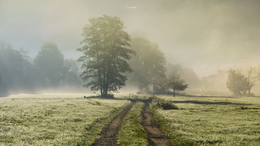 Nebel im Oktober Foto & Bild | nebelstimmungen, wetter, herbst Bilder auf fotocommunity