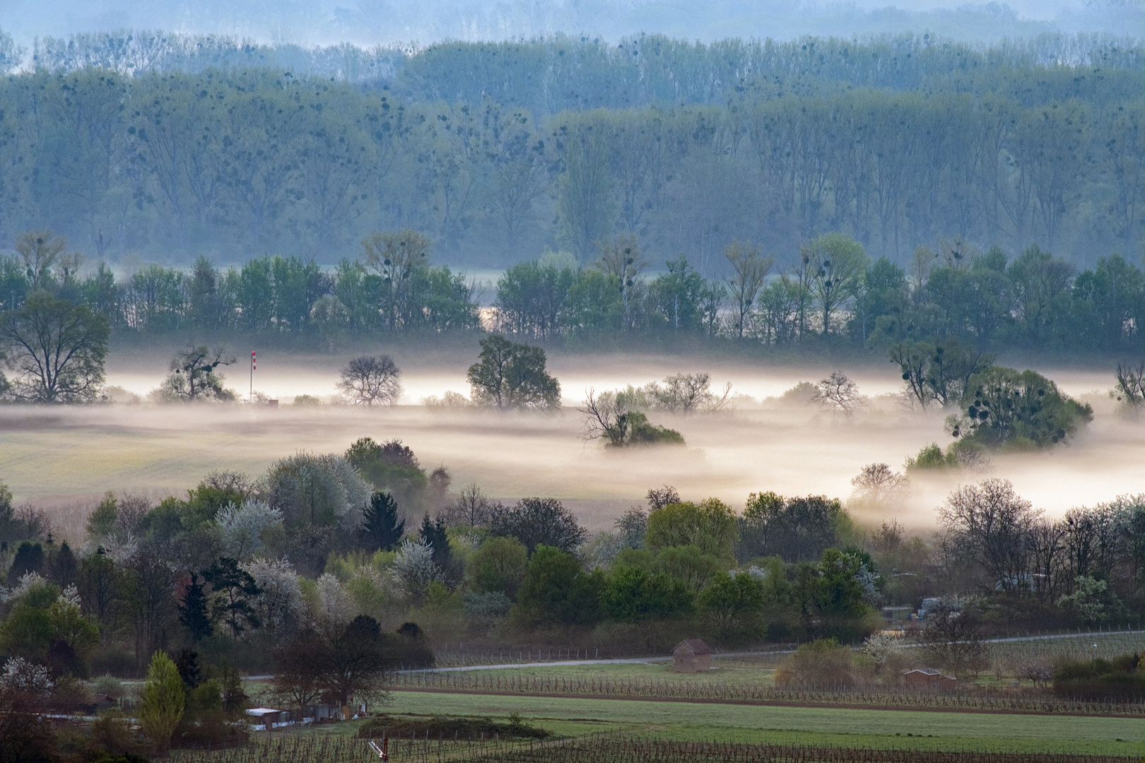 Nebel im Rheintal Foto & Bild | landschaft, Äcker, felder & wiesen ...