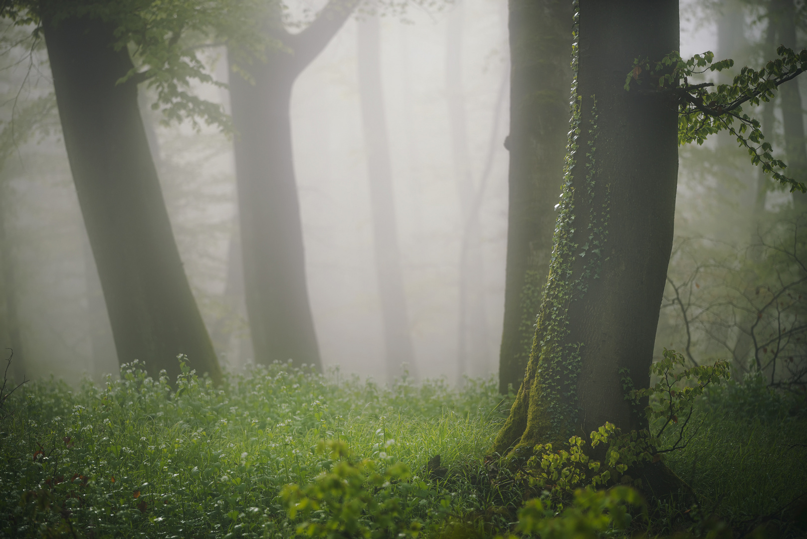 Nebel im Wald Foto & Bild | landschaft, wald, bäume Bilder auf ...