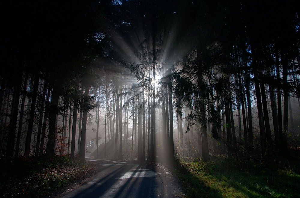 Nebel lichtet sich im Wald Foto & Bild | landschaft, wald, natur Bilder ...