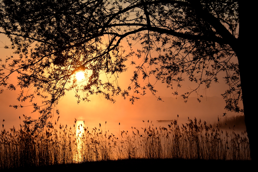 Nebel - Morgen... | Edith Vogel Fotografie