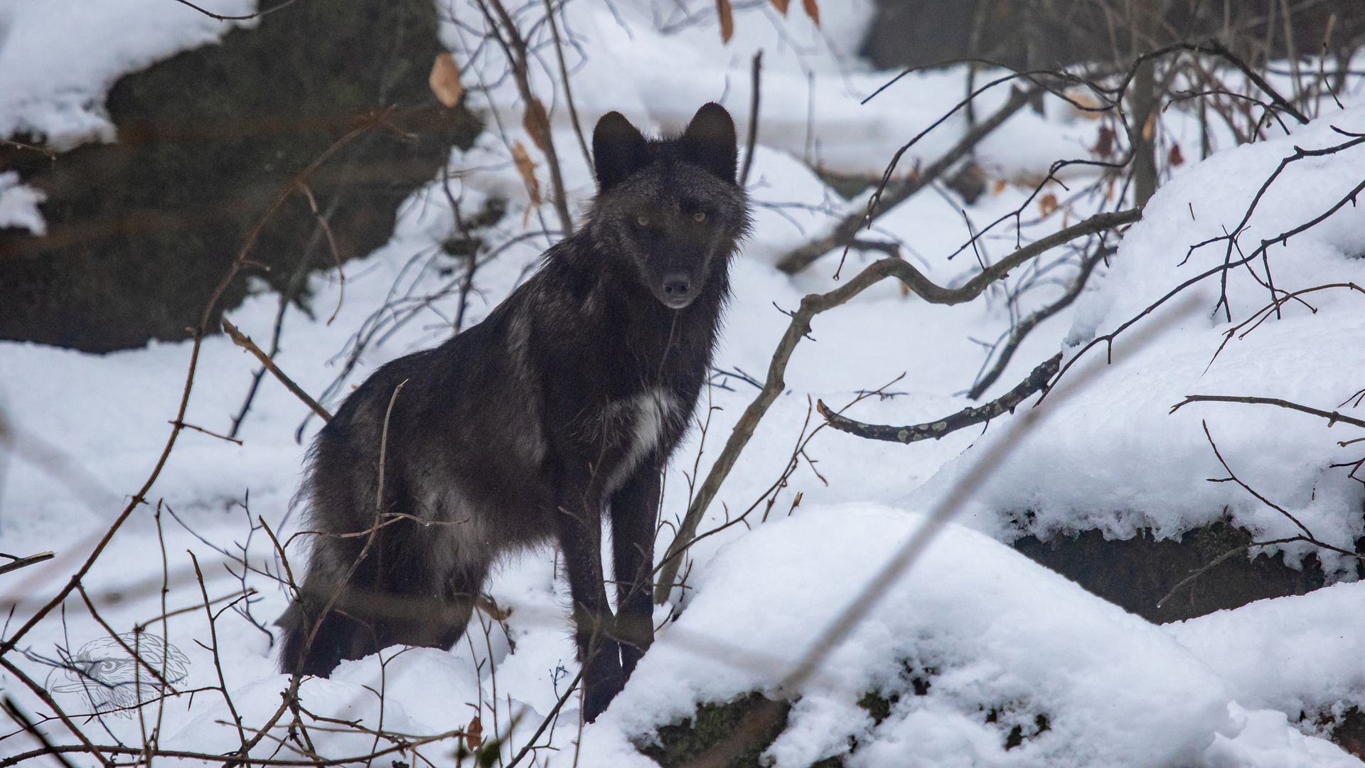 Nebelig Foto & Bild | animaux, animaux sauvages, wildparks Bilder auf ...