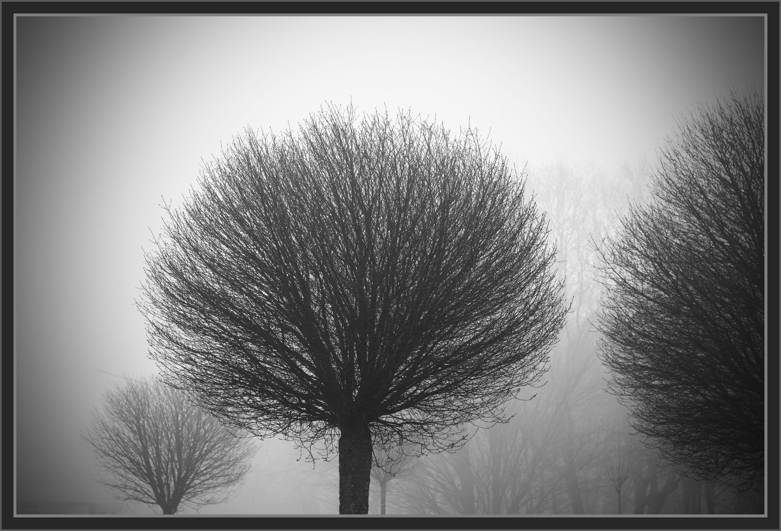 nebelig Foto & Bild | nikon, kalt, bäume Bilder auf fotocommunity