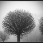 nebelig Foto & Bild | nikon, kalt, bäume Bilder auf fotocommunity