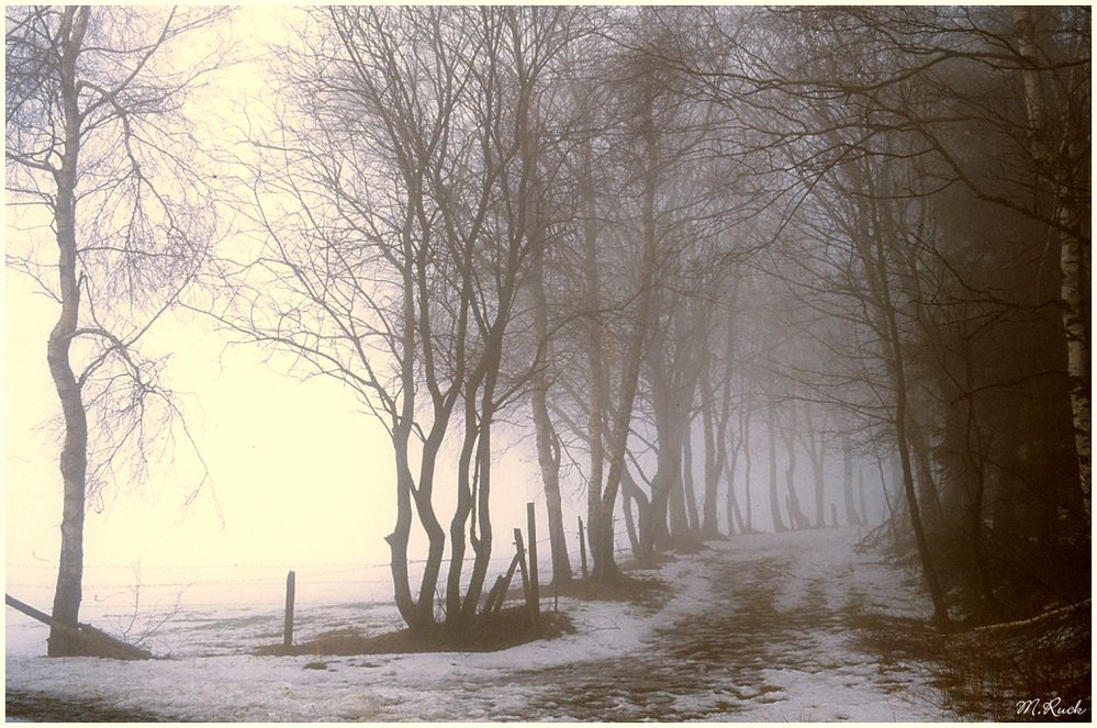 Nebelig trübe ist der Winter , Foto & Bild | winter, landschaft, natur ...