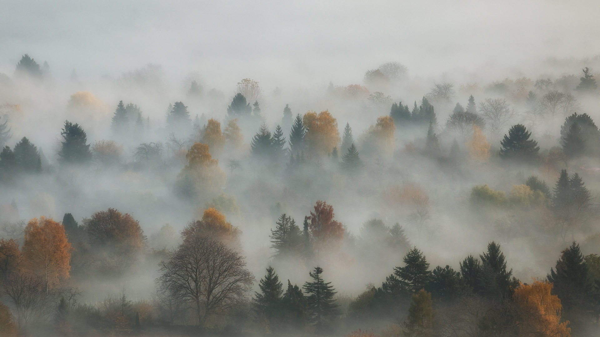 Nebellandschaft Foto & Bild | jahreszeiten, herbst, canon Bilder auf fotocommunity