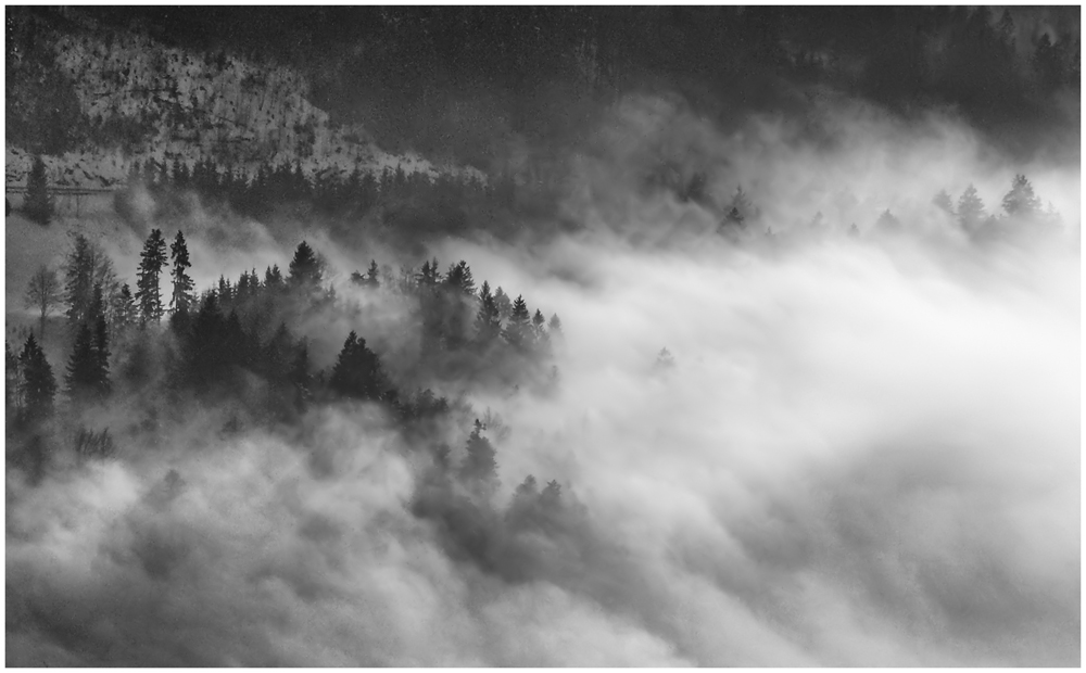 Nebelmeer Foto & Bild | wald, natur, schweiz Bilder auf fotocommunity