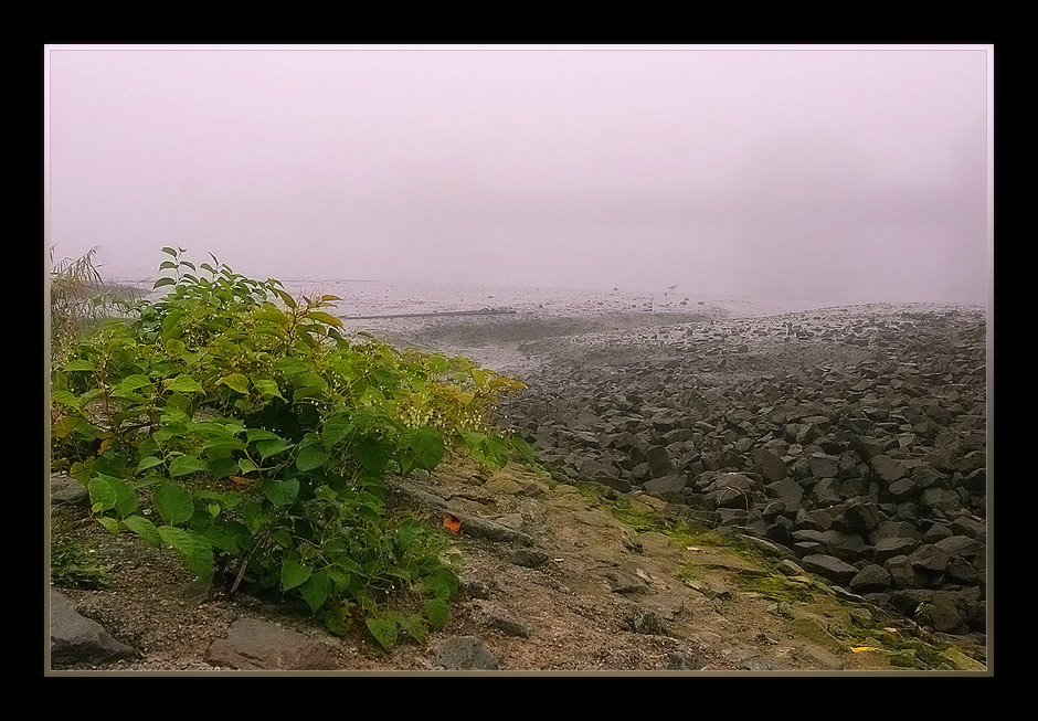 Nebelstimmung #3 Foto & Bild | archiv projekte naturchannel ...