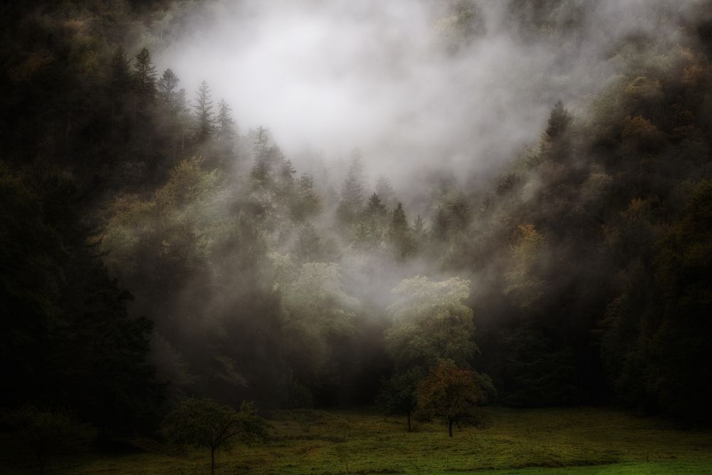 nebelwald Foto & Bild | landschaft, jahreszeiten, herbst Bilder auf fotocommunity